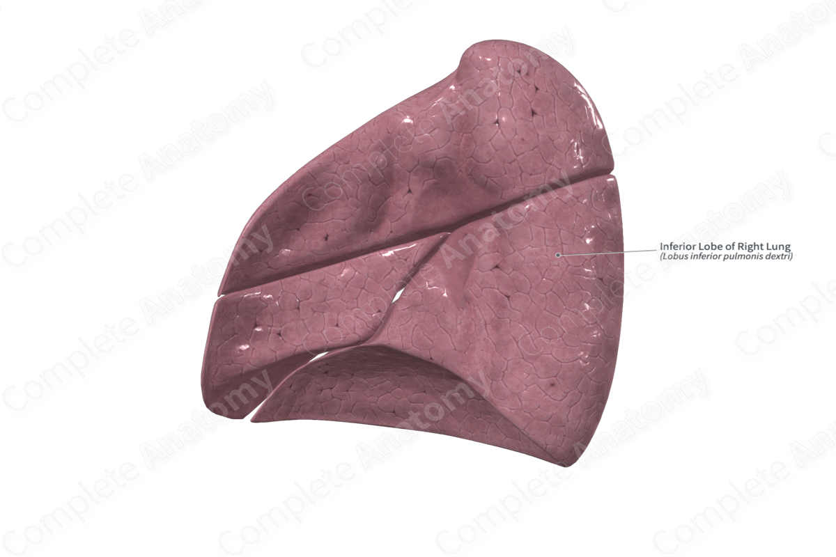 Inferior Lobe of Right Lung | Complete Anatomy