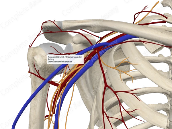 Acromial Branch of Suprascapular Artery | Complete Anatomy
