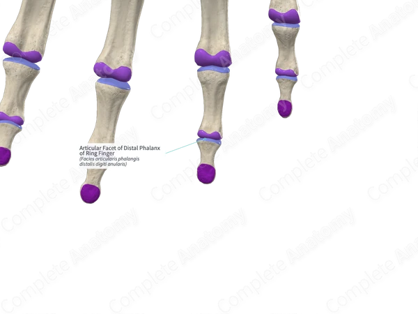 Articular Facet of Distal Phalanx of Ring Finger | Complete Anatomy