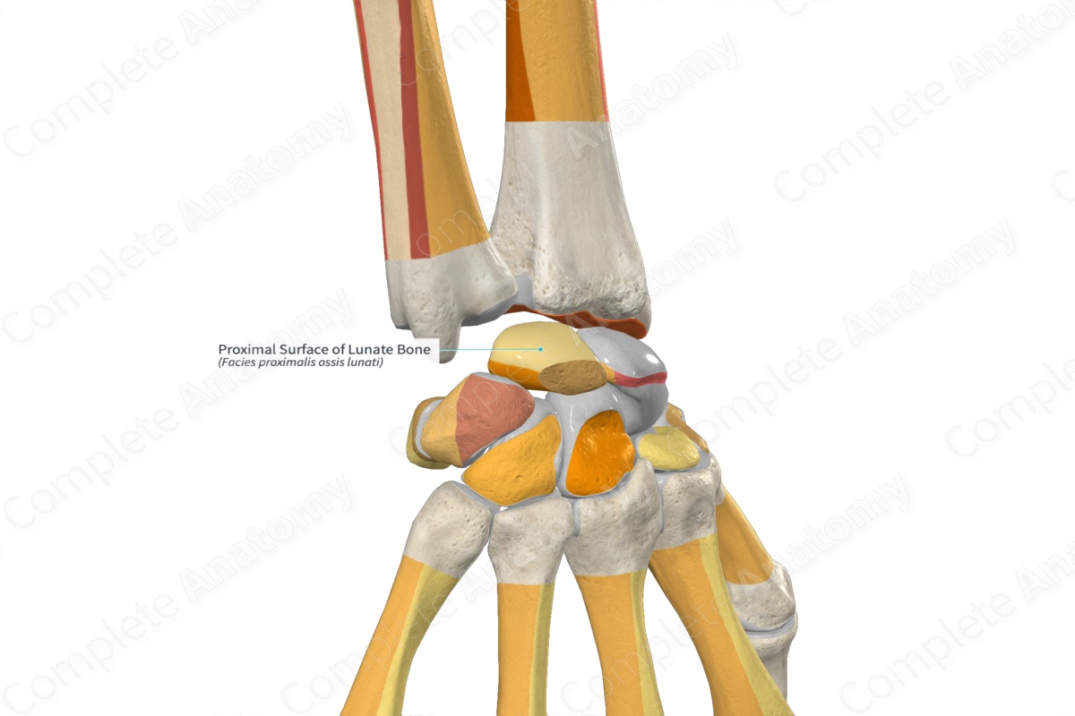 Proximal Surface of Lunate Bone | Complete Anatomy