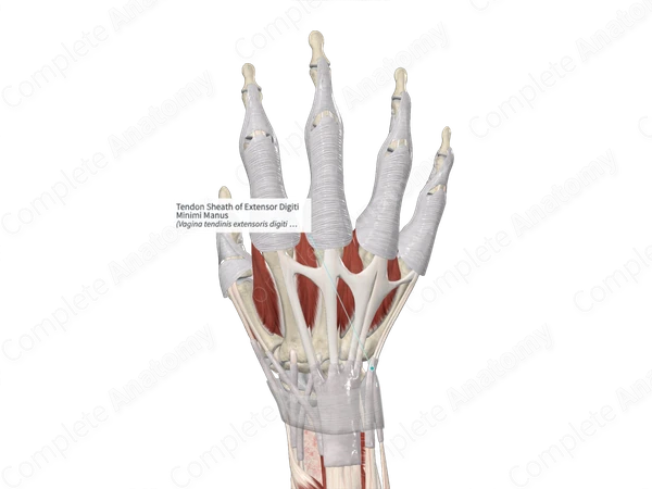 Extensor Digiti Minimi