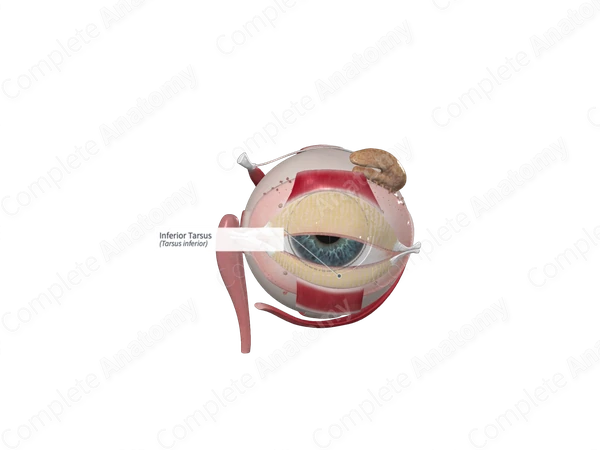 Inferior Tarsus | Complete Anatomy