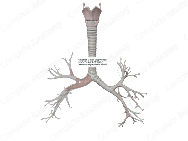 Anterior Basal Segmental Bronchus of Left Lung | Complete Anatomy
