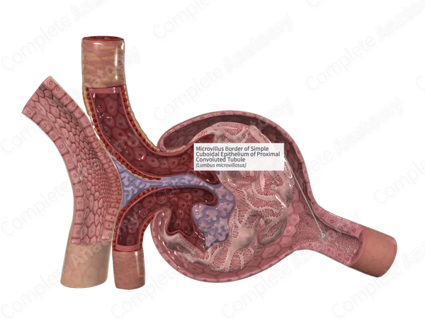 Microvillus Border of Simple Cuboidal Epithelium of Proximal Convoluted ...