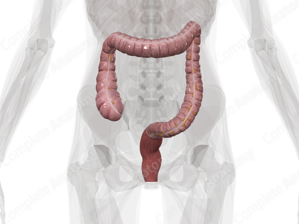Large Intestine | Complete Anatomy