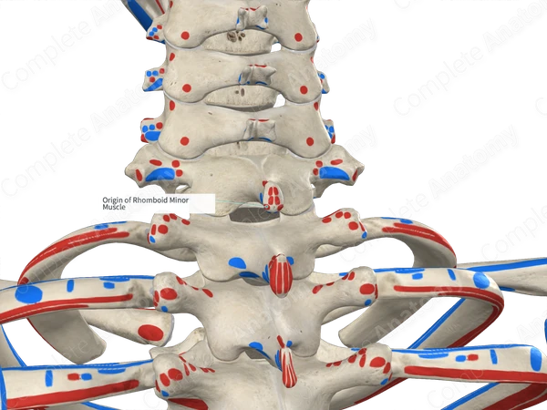 Origin of Rhomboid Minor Muscle | Complete Anatomy