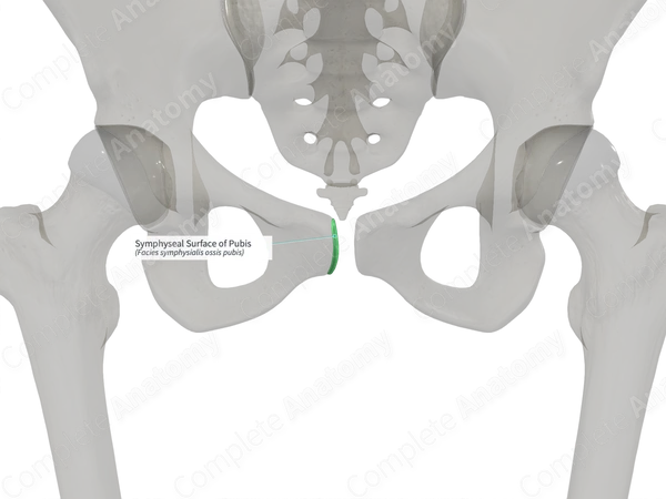 Symphyseal Surface of Pubis (Right) | Complete Anatomy