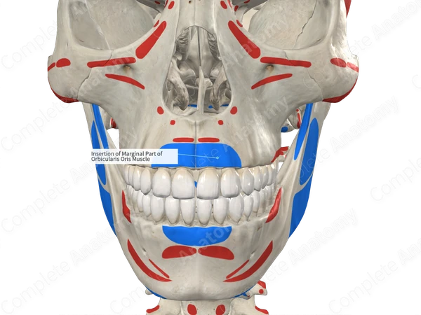 Insertion of Marginal Part of Orbicularis Oris Muscle | Complete Anatomy
