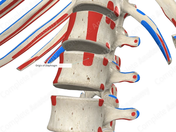 Origin of Diaphragm | Complete Anatomy