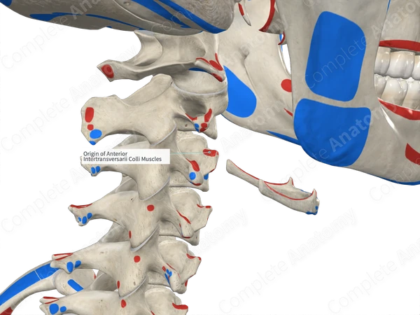 Origin of Anterior Intertransversarii Colli Muscles | Complete Anatomy