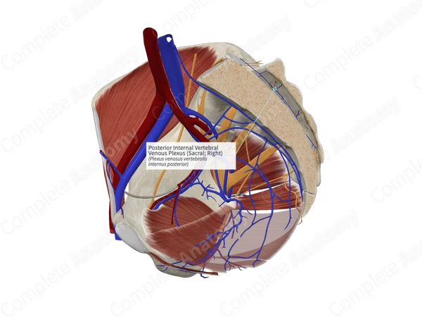 Posterior Internal Vertebral Venous Plexus (Sacral; Right) | Complete ...