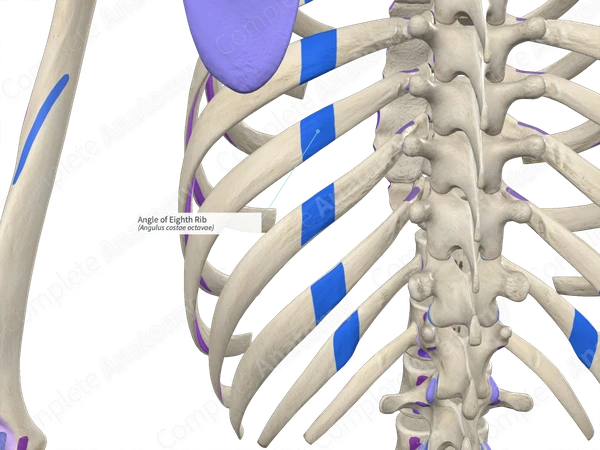Angle of Eighth Rib | Complete Anatomy