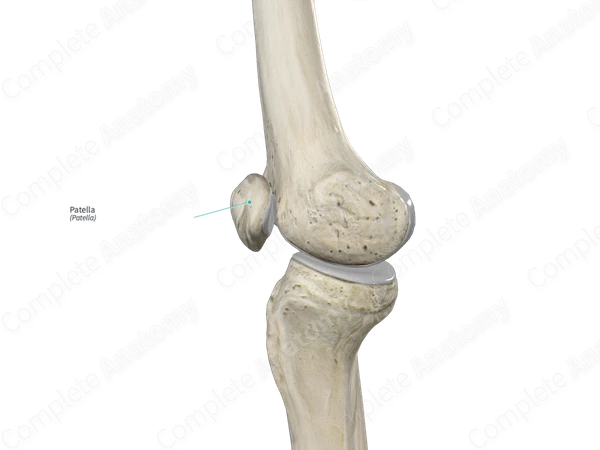 Patella Anatomy Diagram
