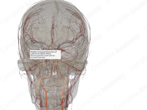 Middle Temporal Branches of Lateral Occipital Artery (Left) | Complete ...