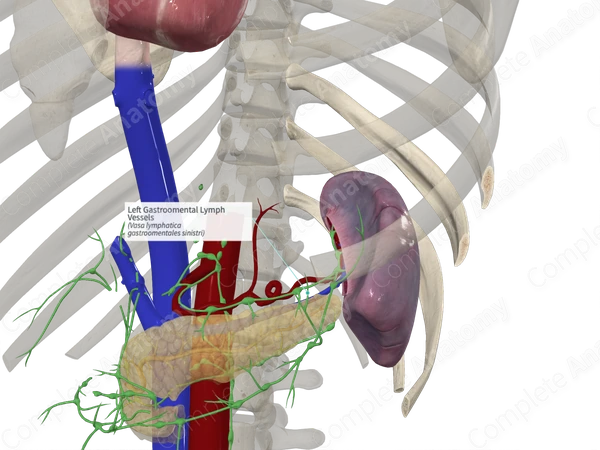 Left Gastroomental Lymph Vessels | Complete Anatomy