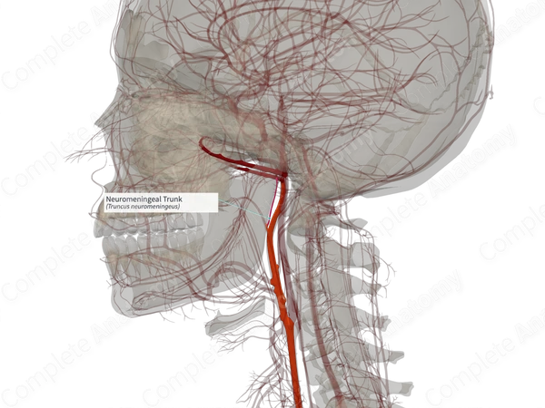 Neuromeningeal Trunk (Right) | Complete Anatomy