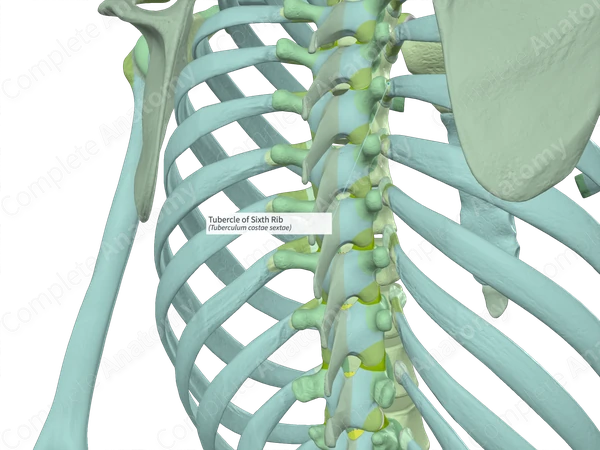 Tubercle of Sixth Rib | Complete Anatomy