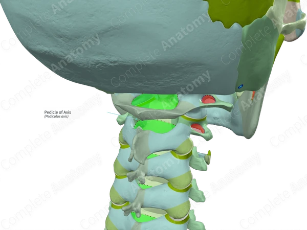 Pedicle of Axis (Left) | Complete Anatomy