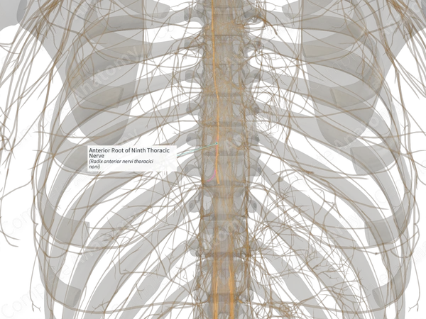 Anterior Root of Ninth Thoracic Nerve (Right) | Complete Anatomy