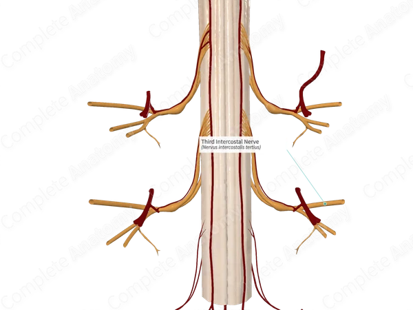 Third Intercostal Nerve | Complete Anatomy