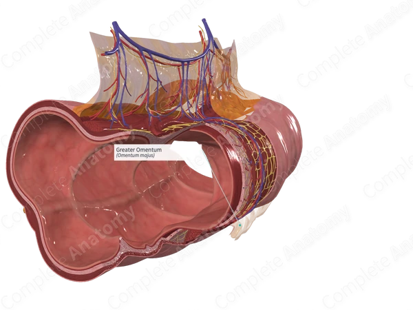 Greater Omentum | Complete Anatomy