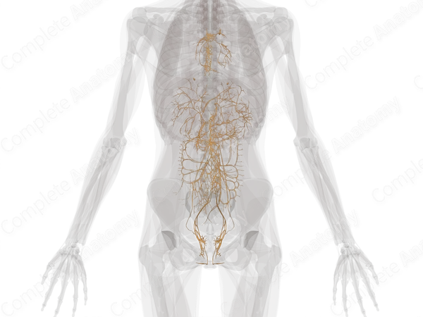 Autonomic Plexuses | Complete Anatomy