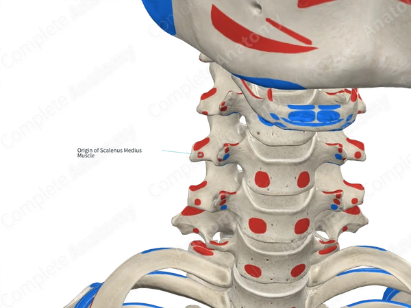 Origin of Scalenus Medius Muscle | Complete Anatomy