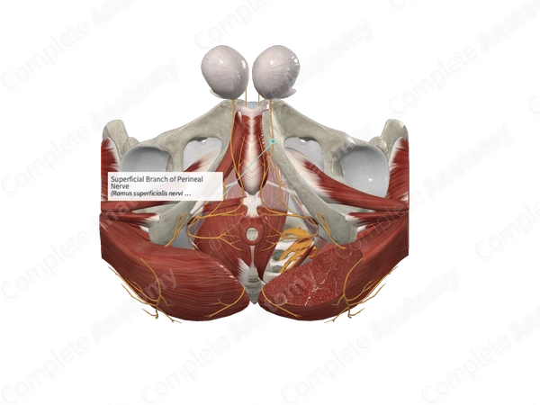 Superficial Branch of Perineal Nerve | Complete Anatomy