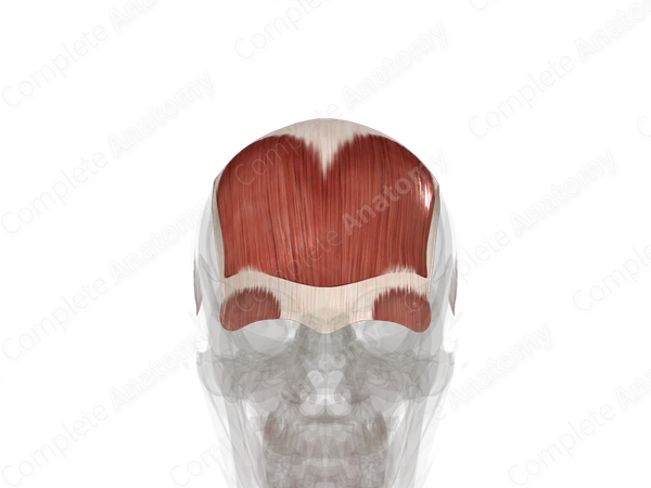 Epicranius Muscle | Complete Anatomy