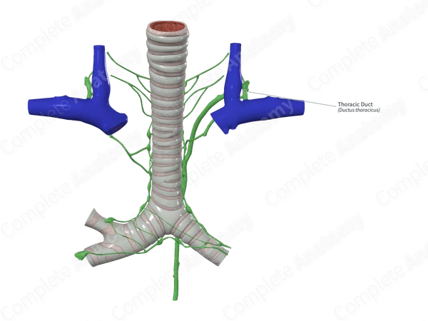 Thoracic Duct | Complete Anatomy