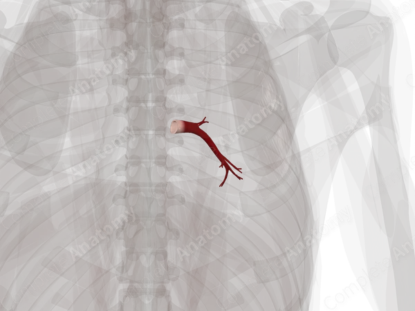 Pulmonary Veins of Inferior Lobe of Left Lung | Complete Anatomy