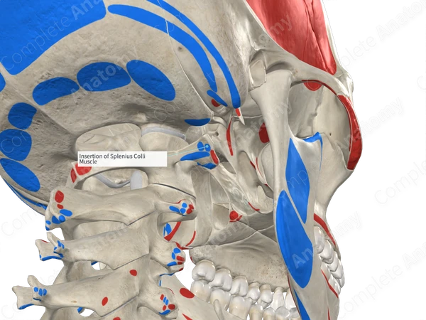 Insertion of Splenius Colli Muscle | Complete Anatomy