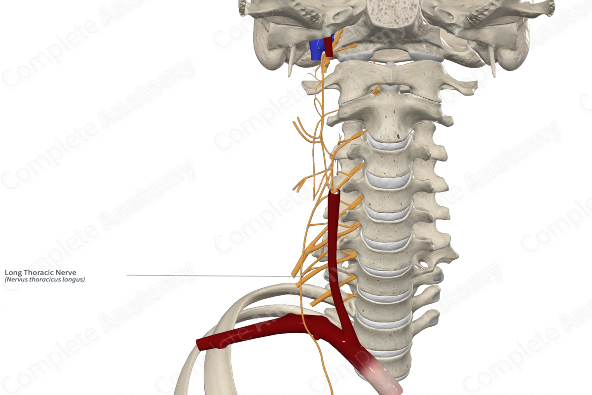 Long Thoracic Nerve | Complete Anatomy