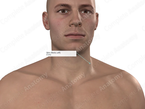 Skin (Neck; Left) | Complete Anatomy