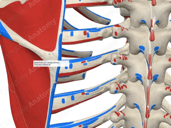 Insertion of Longissimus Thoracis Muscle | Complete Anatomy