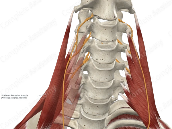 Scalenus Posterior Muscle | Complete Anatomy