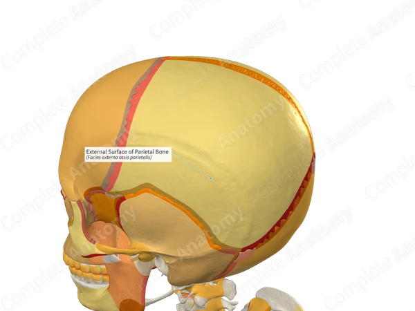External Surface of Parietal Bone | Complete Anatomy