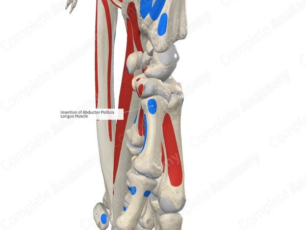 Insertion of Abductor Pollicis Longus Muscle | Complete Anatomy