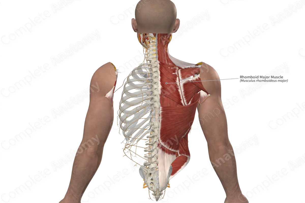 Rhomboid Major Muscle | Complete Anatomy