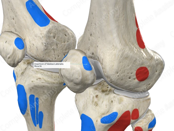 Insertion of Vastus Lateralis Muscle | Complete Anatomy