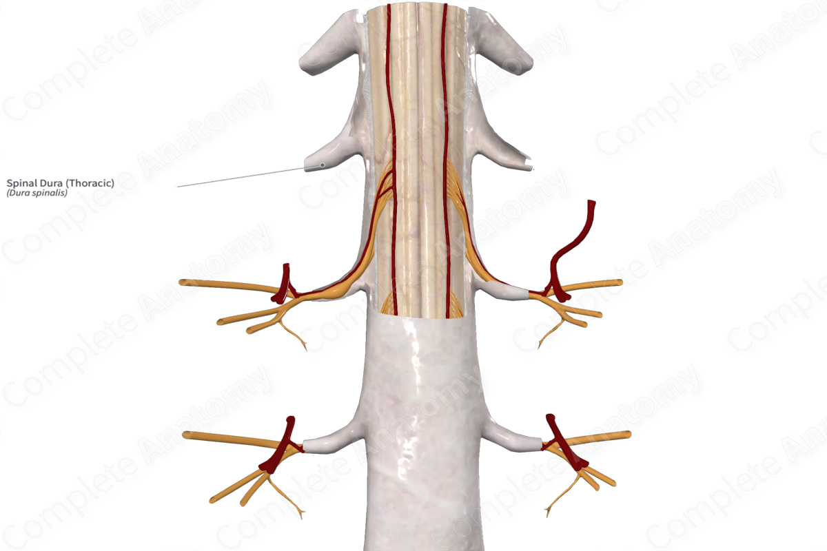 Spinal Dura (Thoracic) | Complete Anatomy