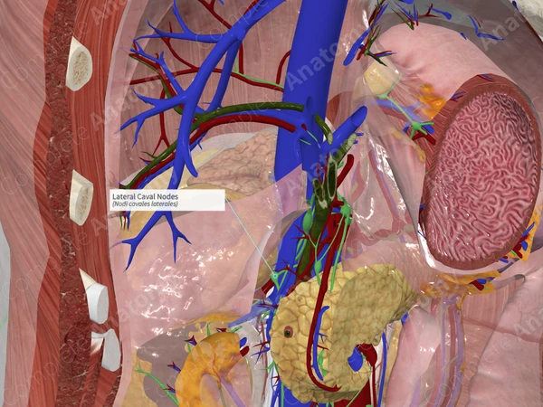 Lateral Caval Nodes | Complete Anatomy