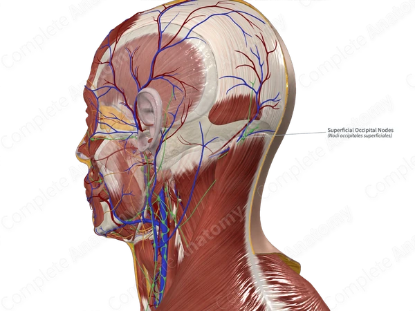 Superficial Occipital Nodes | Complete Anatomy