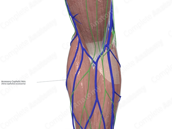 Accessory Cephalic Vein | Complete Anatomy