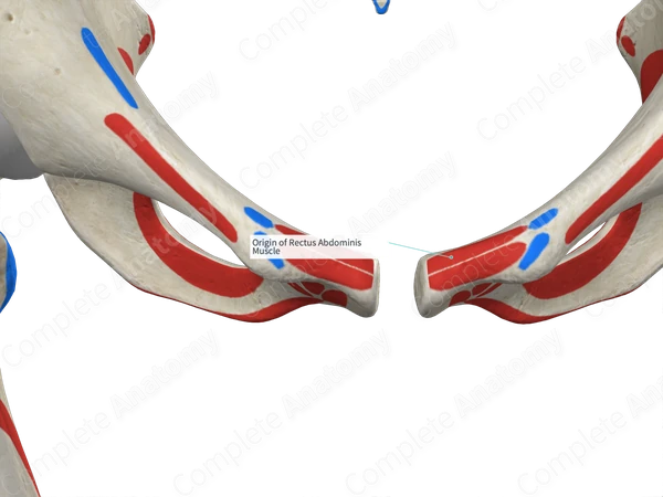 Origin of Rectus Abdominis Muscle | Complete Anatomy