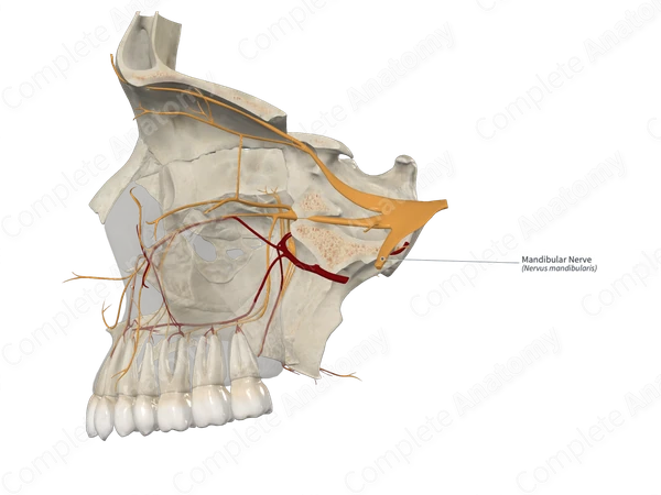 Mandible Anatomy Nerve Technical Considerations For Approaches To The