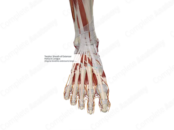 Tendon Sheath of Extensor Hallucis Longus | Complete Anatomy