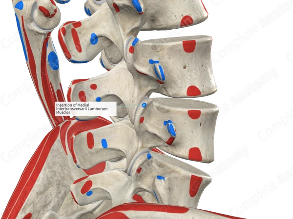Insertion of Medial Intertransversarii Lumborum Muscles | Complete Anatomy