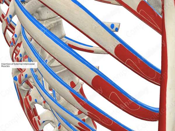 Insertion of External Intercostal Muscles | Complete Anatomy