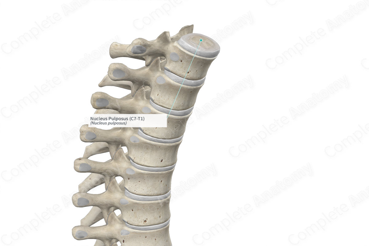 Nucleus Pulposus (C7-T1) | Complete Anatomy